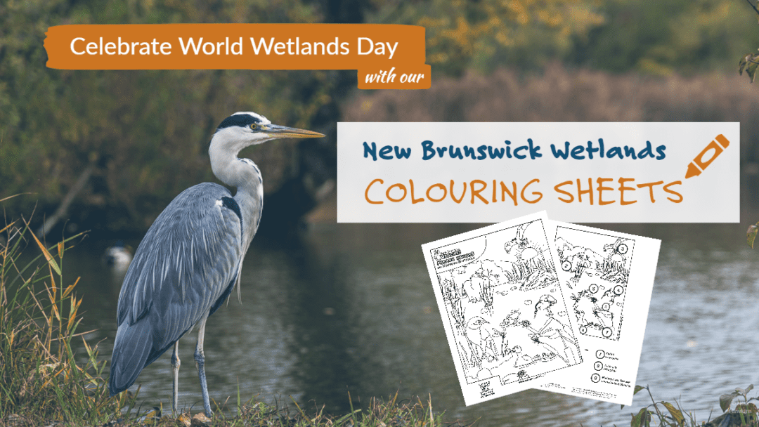 Celebrate N.B. Wetlands With Our Educational Colouring Sheets! - Nouzie