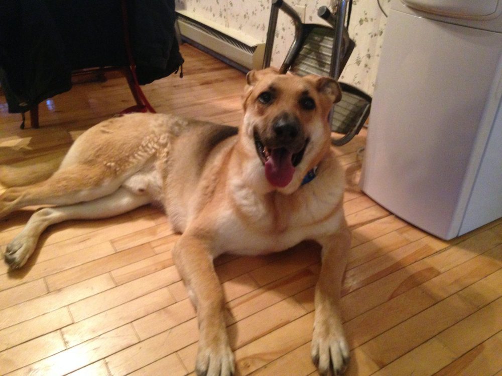 Squix was one quirky dog - Nouzie